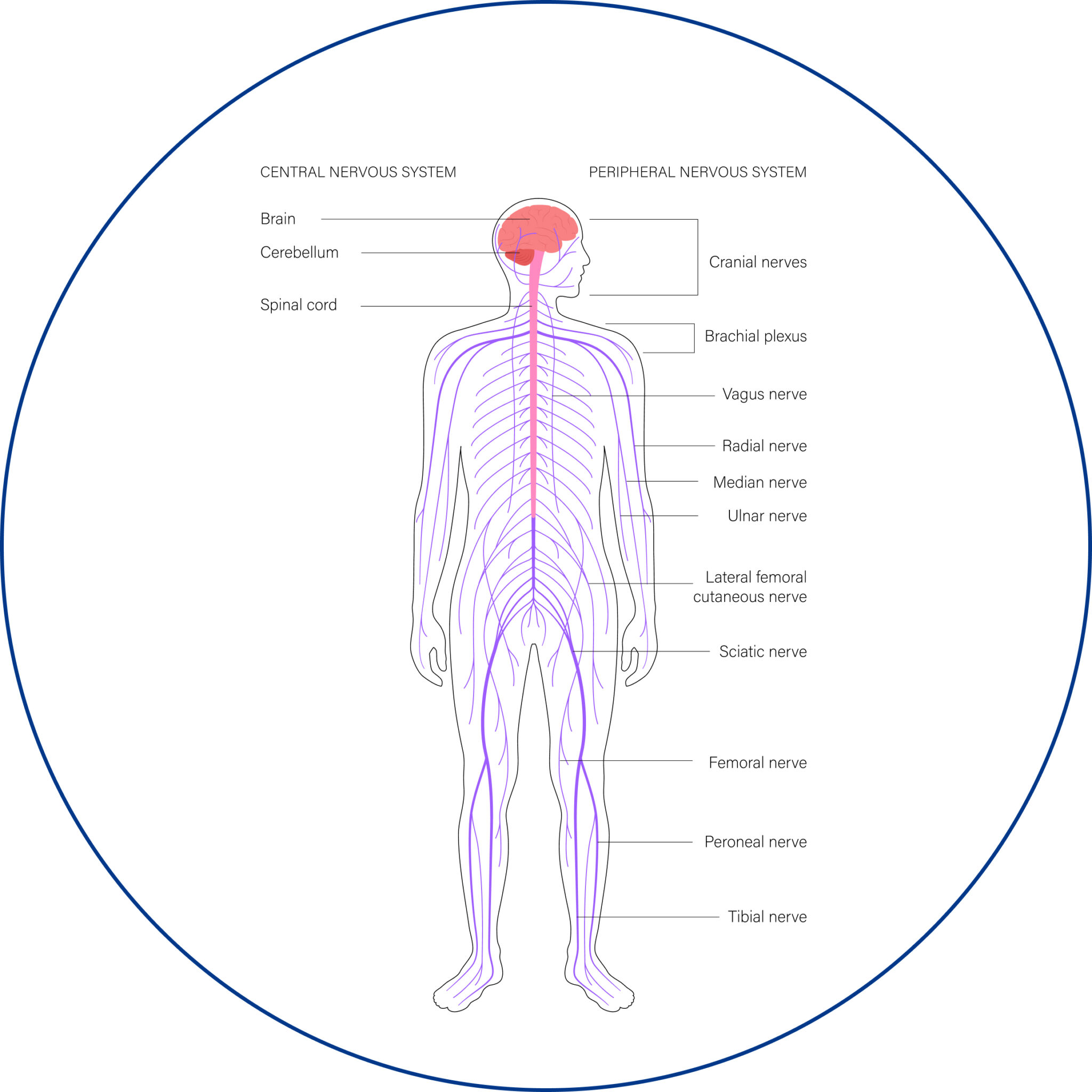 Peripheral Nerve Conditions - Dr Raoul Pope