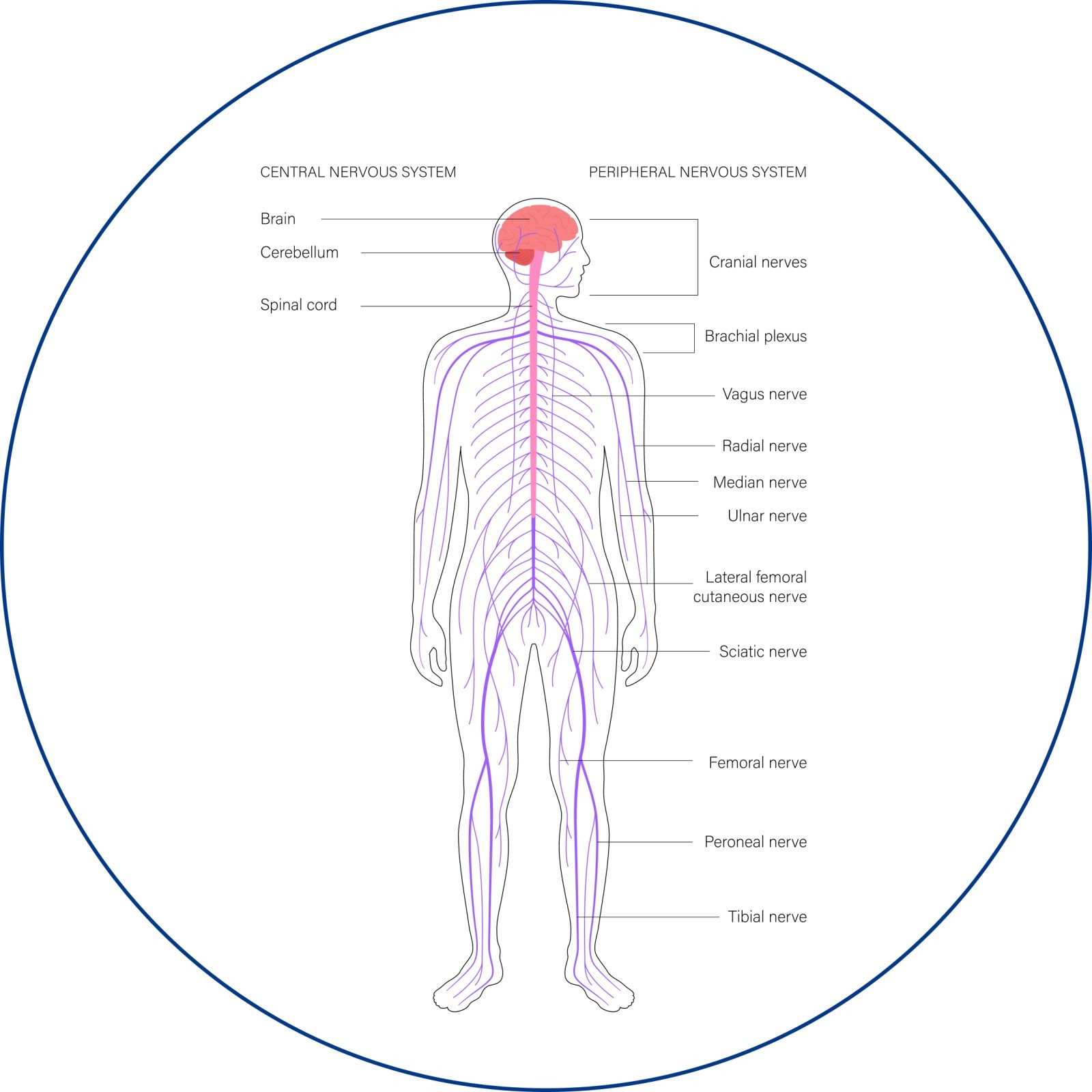Peripheral Nerve Conditions - Dr Raoul Pope